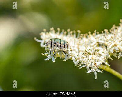 An oriental flower beetle, Protaetia orientalis, feeds on small white ...