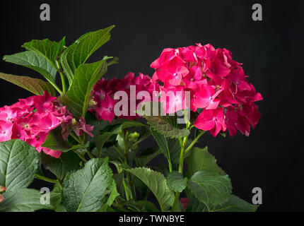 Beautiful flowers of hydrangea. Coral hydrangea macrophylla, Hortensia ...