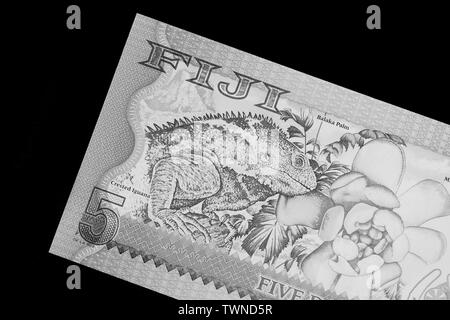 Five Fijian dollars banknote on a black background close up. Black and ...