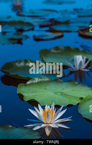 Beautiful greenery of a small swamp shot from up close Stock Photo - Alamy