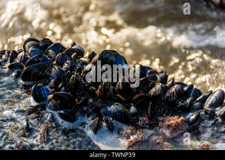 A scallop is a marine bivalve mollusc of the family Pectinidae ...