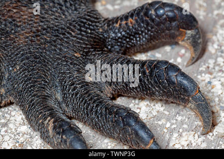 Marine iguana close up of foot, holding rock, Espanola Island ...