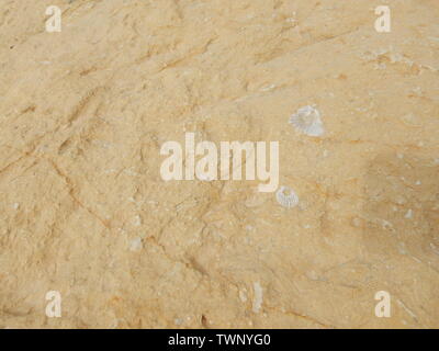 Fossil sea shells embedded in rocks Stock Photo - Alamy