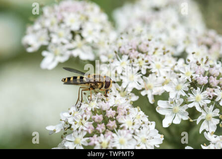 female Syrphus ribesii hoverfly feeding on a yellow hawkweed ...