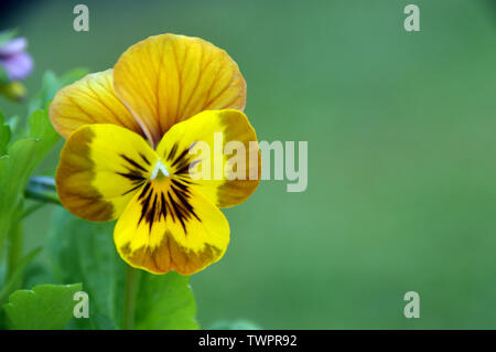 Single Viola Deltini 'Honey Bee' Flowers grown in a English Cottage ...