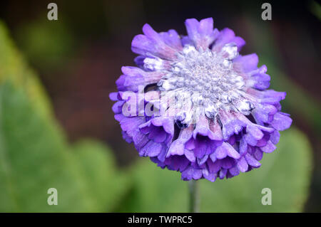 Single Primula capitata 'Noverna Deep Blue' Flower grown in English ...