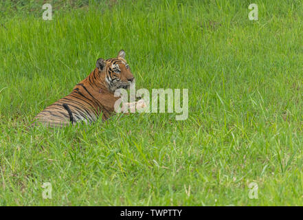 Majestic Endangered Royal bengal Tiger Stock Photo - Alamy