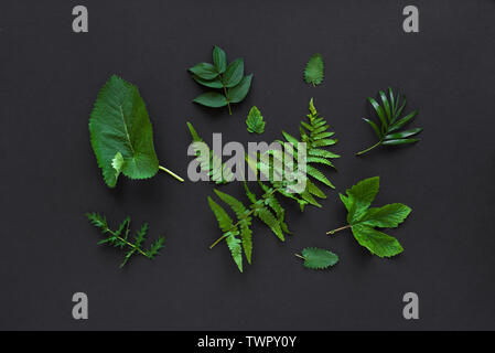 Creative layout of green leaves, exotic wild plants on pink, top view ...