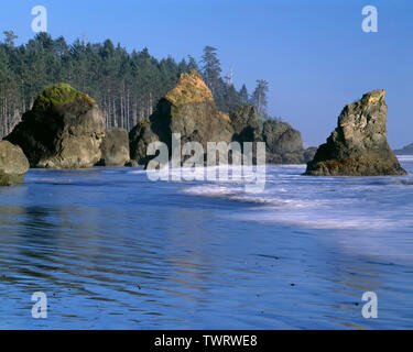 Forest at Ruby Beach, Olympic National Park, Washington State USA Stock ...