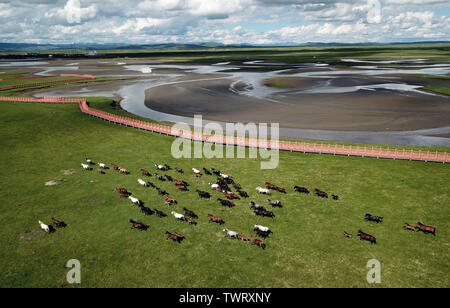 Horses running home to ranch Stock Photo - Alamy
