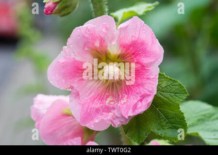 pink color alcea, hollyhock flowers closeup Stock Photo - Alamy