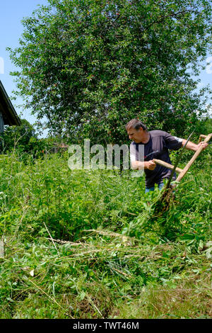 man using a traditional wooden handled scythe to manually cut down long ...