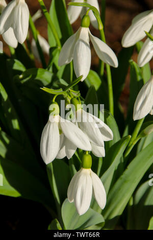 British Snowdrop in spring and full flower Stock Photo - Alamy