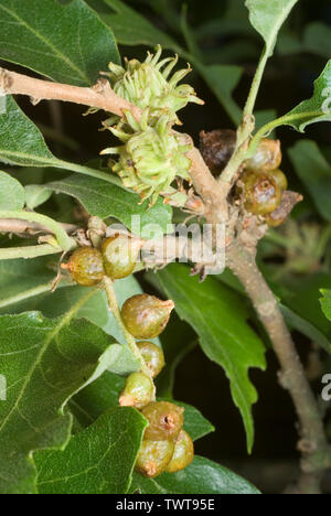 Galls on Turkey Oak Quercus cerris Caused By The Cynipid Gall Wasp ...