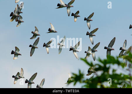 flock of speed racing pigeon brid flying Stock Photo - Alamy