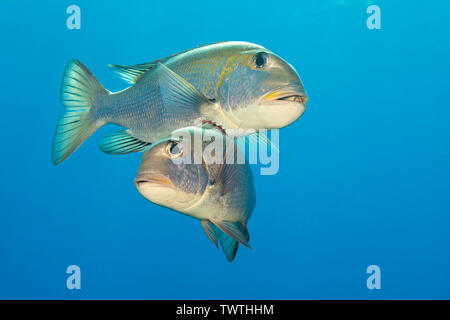 Bigeye emperor, Monotaxis grandoculis, can be found in groups, hovering ...