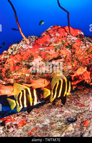 The striped boarfish or whiskered boarfish, Evistias acutirostris, is ...