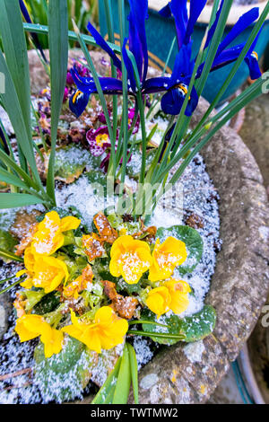 A sprinkling of spring snow in a suburban garden Stock Photo - Alamy