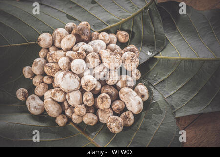 Barometer Earthstars or hygroscopic earthstar of mushroom Vegetable,In ...
