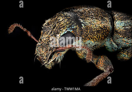 The pea and bean weevil, Sitona lineatus, high macro view of head and ...