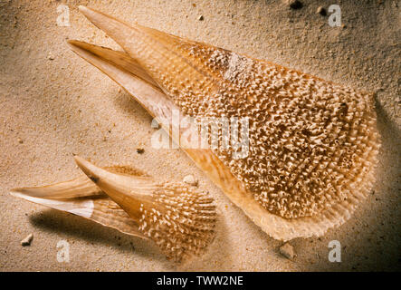 noble pen shell, fan mussel, salt-water clam, mediterranean / (Pinna ...