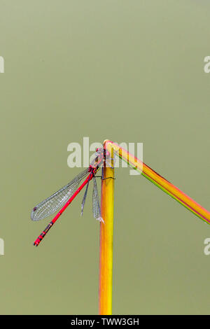 Large Red Damsel Fly Stock Photo - Alamy