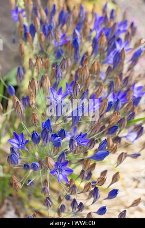 Triteleia laxa is a triplet lily known by several common names ...