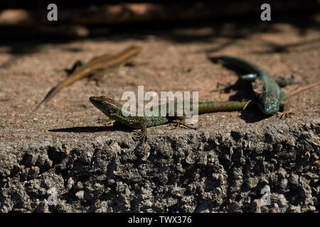 Madeiran wall lizards in bright sunshine, Funchal, Madeira, Portugal ...