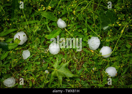 Big hailstones on the grass after a hailstorm Stock Photo - Alamy
