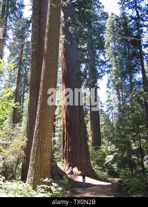 Giant Sequoia trees in Calaveras Big Trees State Park, California Stock ...
