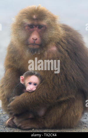 A Tibetan Macaque monkey in Emeishan national park in Sichuan Stock ...