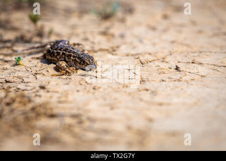 Steppe Runner Lizard or Eremias arguta on dry ground close Stock Photo ...