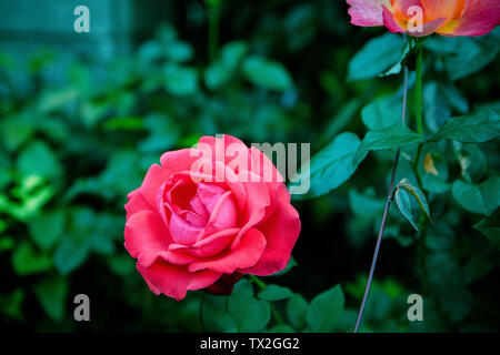 Rose, moon season, roses, bushes, flowers Stock Photo - Alamy