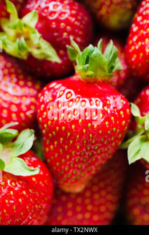 Closeup of fresh organic garden strawberries growing in a field Stock ...