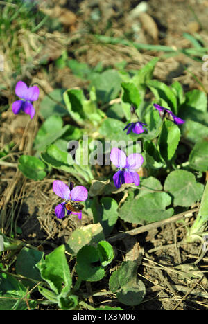 Purple, yellow, field of violets outdoor garden Stock Photo - Alamy
