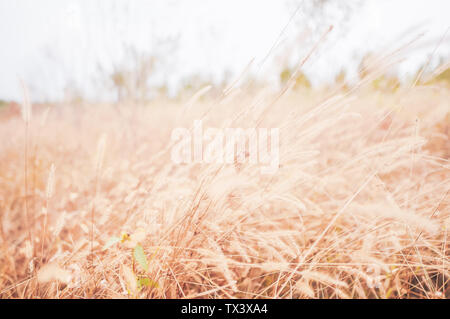 Autumn dog tail grass Stock Photo - Alamy