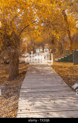 The most beautiful Hu Yang Lin Stock Photo - Alamy