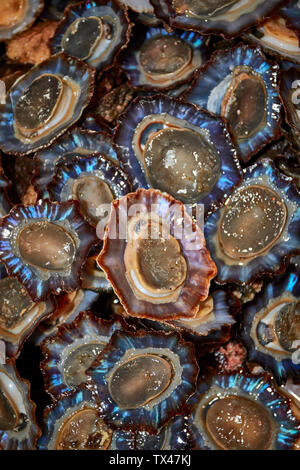 Abstract of common limpet in the farmers market, Funchal, Madeira ...