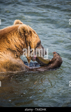 Brown bear (Ursus arctos beringianus) fishing on the Kurile Lake ...