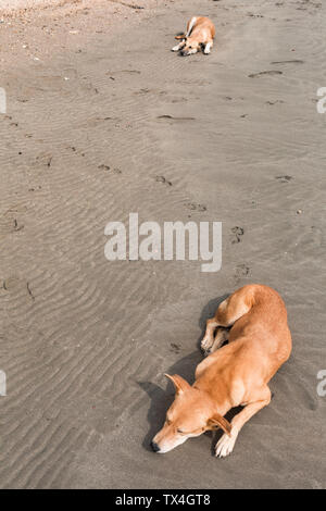 two stray dogs resting on the beach's sand, escaping the heat by lying ...