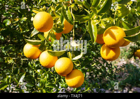 Citrus × clementina, Clementines on the tree Stock Photo - Alamy