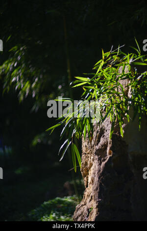 Shadow of bamboo leaves on light color background Stock Photo - Alamy