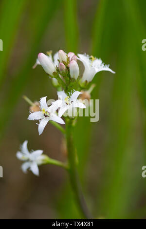 Macro of blossom of buckbean (Menyanthes trifoliata Stock Photo - Alamy