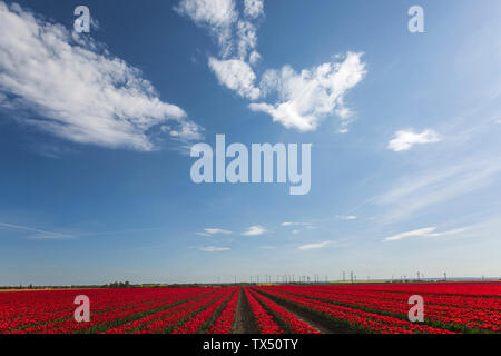 Germany, red tulip field Stock Photo - Alamy