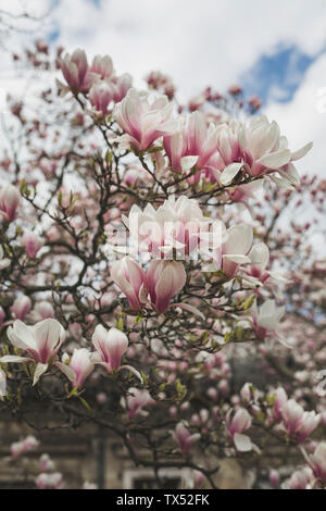 BLOSSOMING MAGNOLIA TREE Stock Photo - Alamy