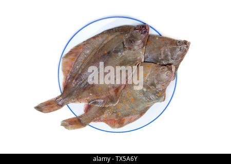 Plaice flatfish isolated on a white studio background Stock Photo - Alamy