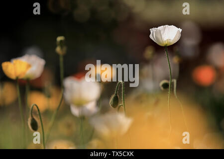 The blooming Yu beauty Stock Photo - Alamy