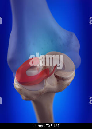Illustration of the lateral meniscus Stock Photo - Alamy