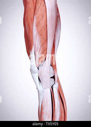 3d rendered illustration of the leg muscles Stock Photo - Alamy