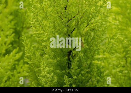Conifer citrus cypress plant in pots spring green colour Stock Photo ...